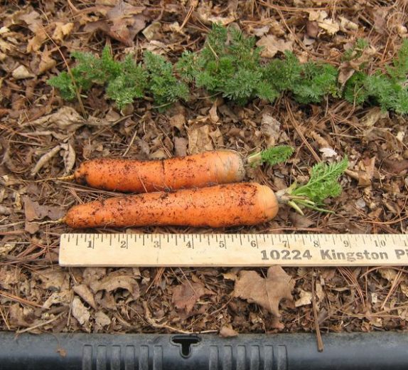 A Container Garden Made Easy - Abundant Mini Gardens