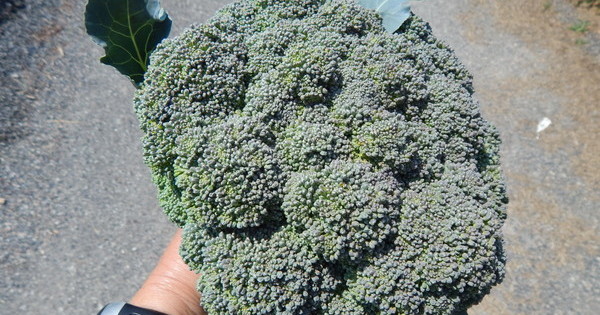 Four Secrets to Growing Large Broccoli Heads - Abundant Mini Gardens