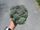 Four Secrets to Growing Large Broccoli Heads - Abundant Mini Gardens