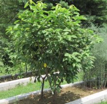 Part 2: How to Design Your Own Miniature Fruit Garden - Abundant Mini ...